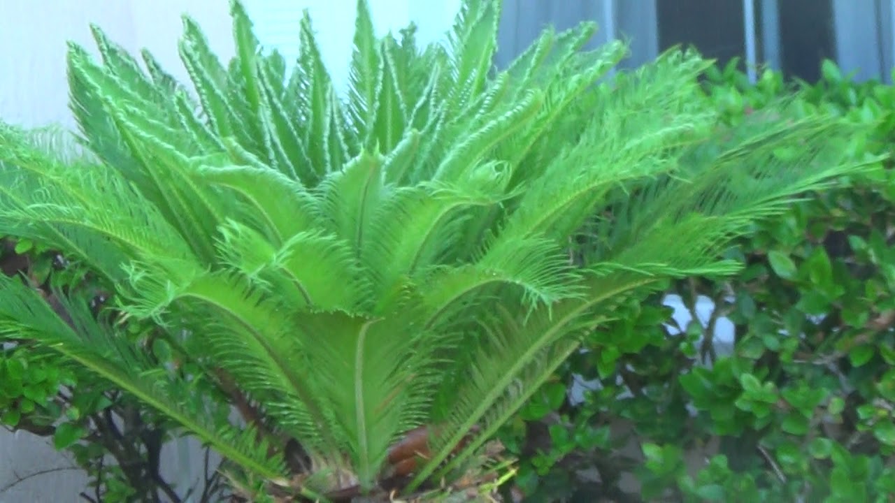 White scale on sago palm, click on link below to buy. - YouTube