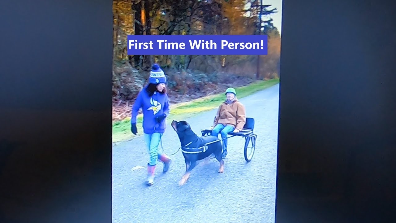 Rottweiler Dog Carting Training - First Time With Person - Happy Cappy ...