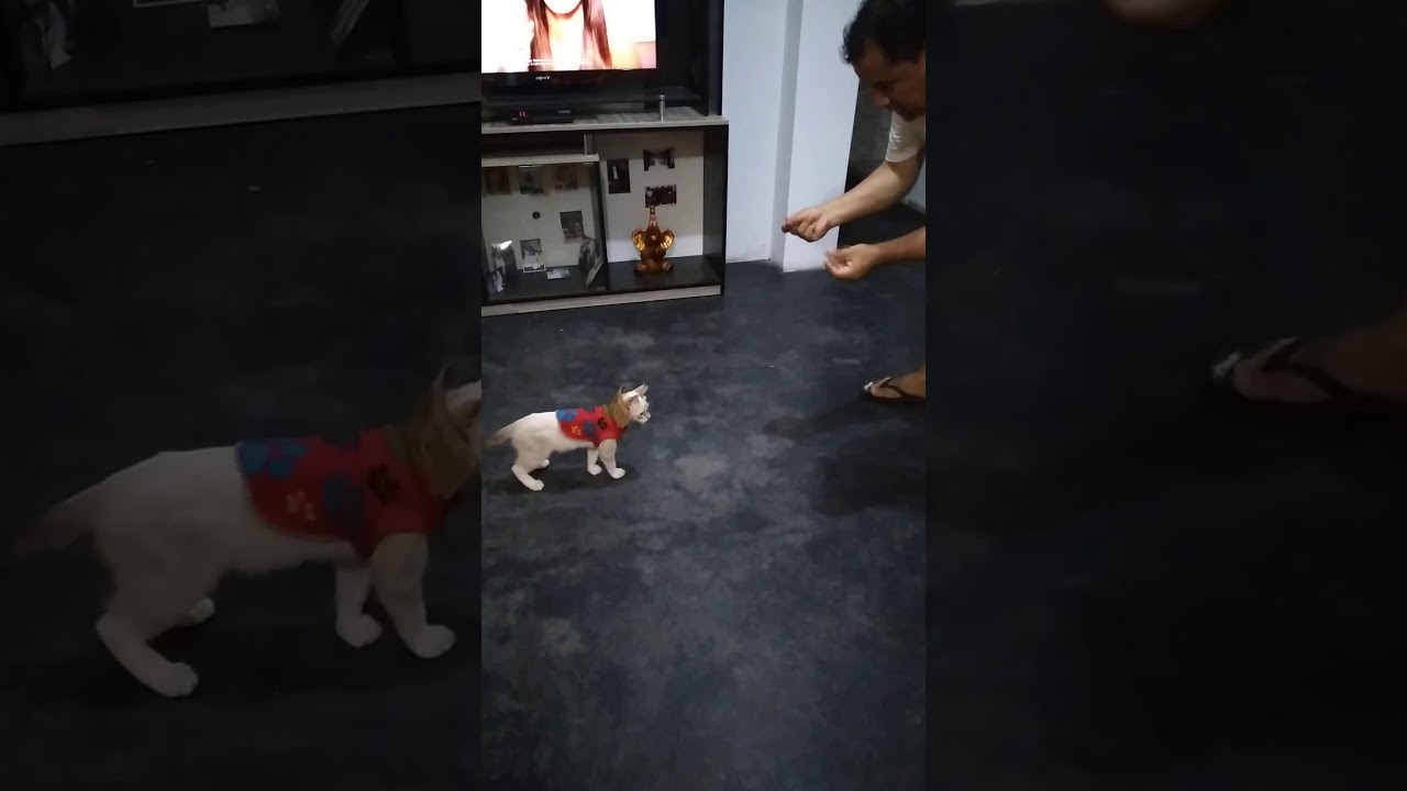 Gato saltarin - YouTube