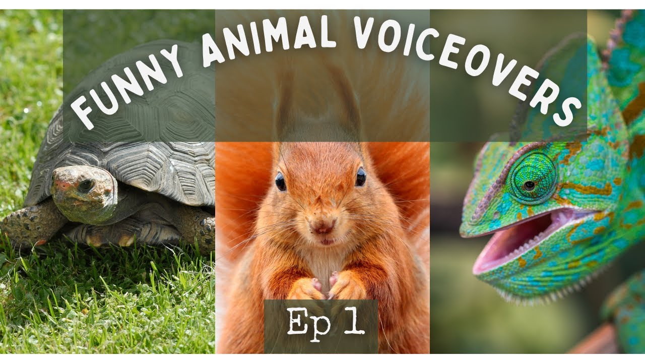 Funny Animals Voiceovers Compilation Ep 1 - YouTube
