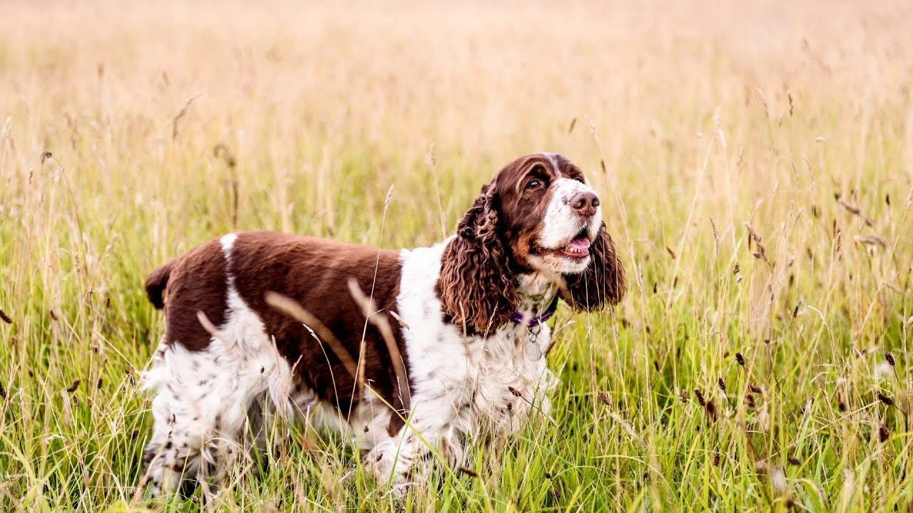 The Role of English Springer Spaniels in Narcotic Detection - YouTube