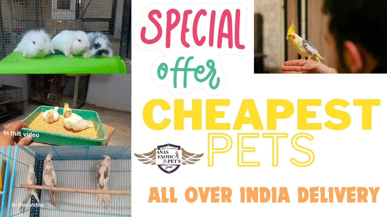 CHEAPEST PETS IN INDORE | CHEAPEST PETS IN INDIA | EXOTIC PET'S IN ...