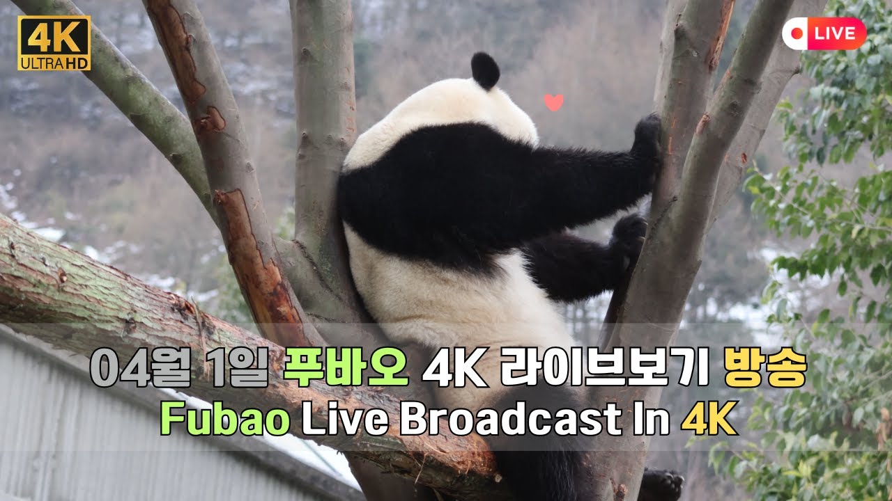 오늘은 선수핑의 푸바오 다시보기 4K 고화질 방송입니다.(4K Fubao Live Broadcasting) - YouTube