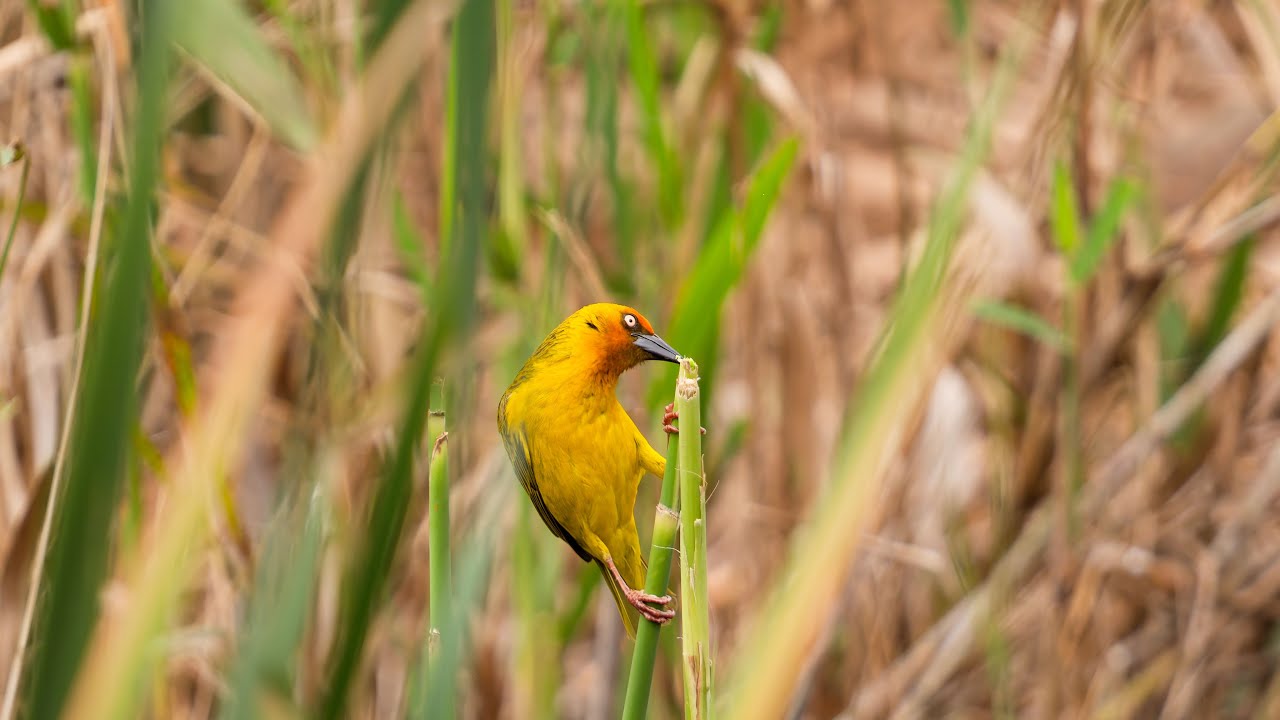 Addo Elephant National Park Bird Song - YouTube