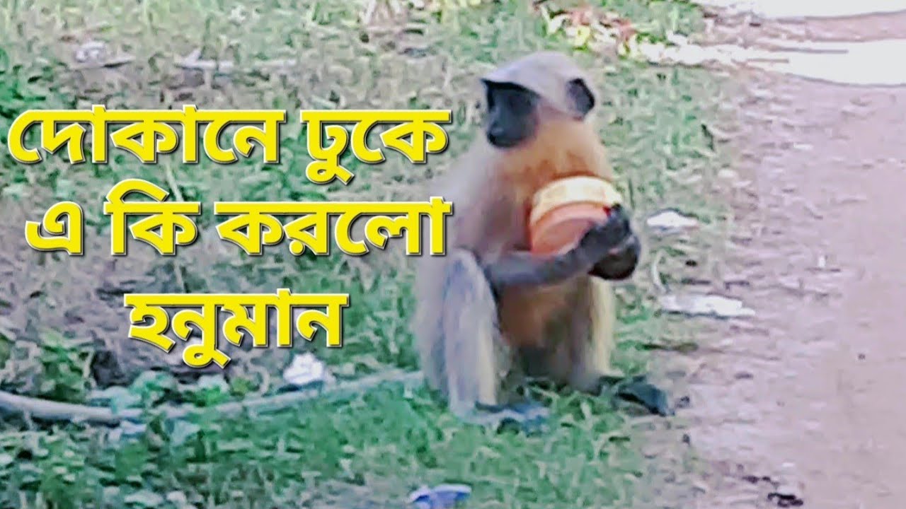 #ভাইরাল হনুমানের ফানি ভিডিও #ফানি ভিডিও fani manki video - YouTube