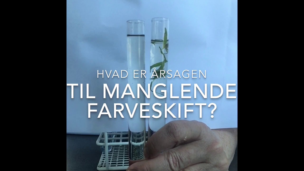 Fotosyntese i vandpest 3 ud af 3 - YouTube