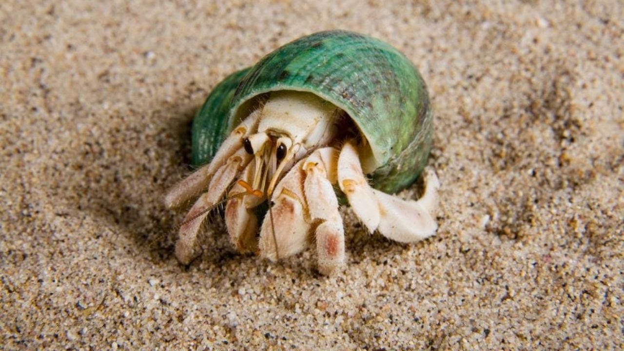 Wyścig Krabów Malediwy / Crab Race Maldives Nalaguraidhoo - YouTube
