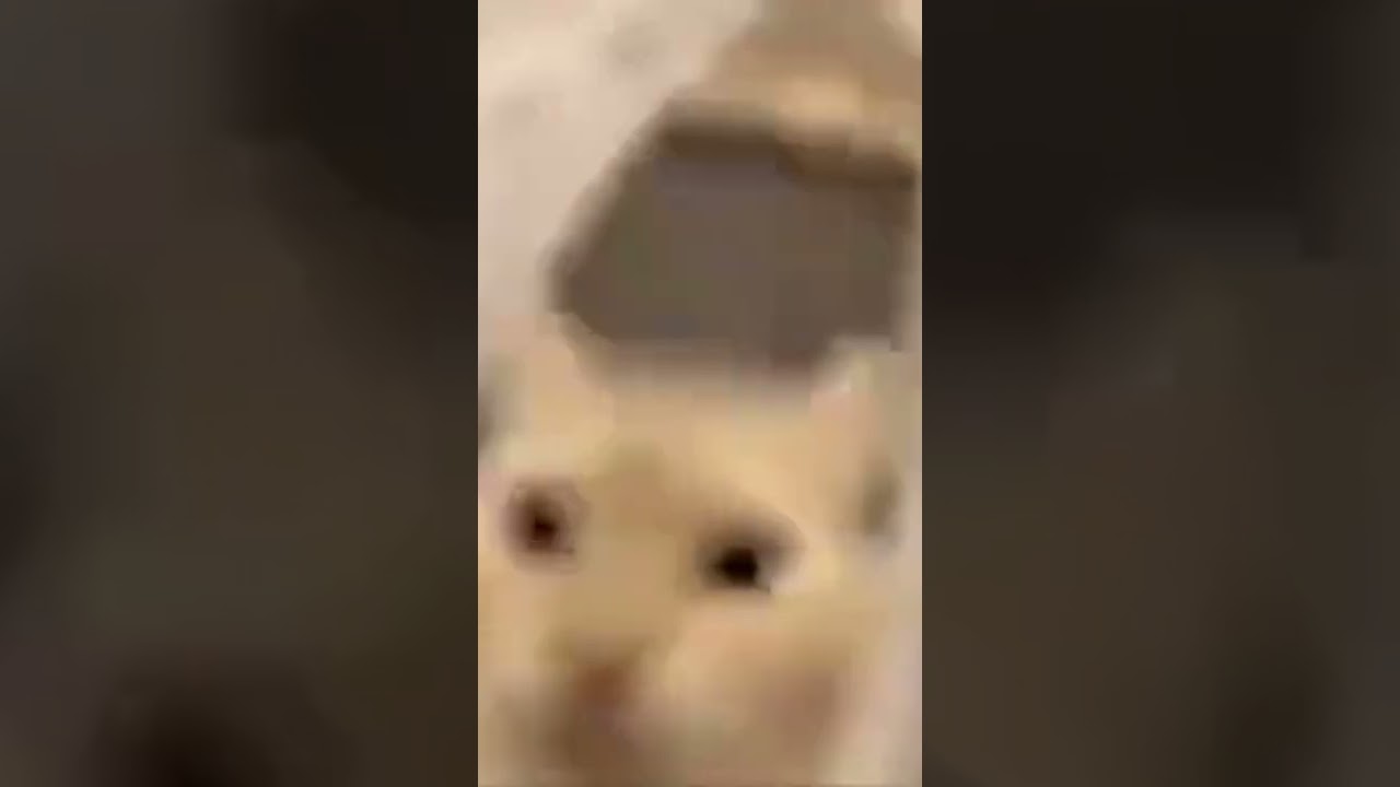 oaaa oaoa oaaaa #tiktok #funny #shorts #memes #meme #short #cat #cats # ...