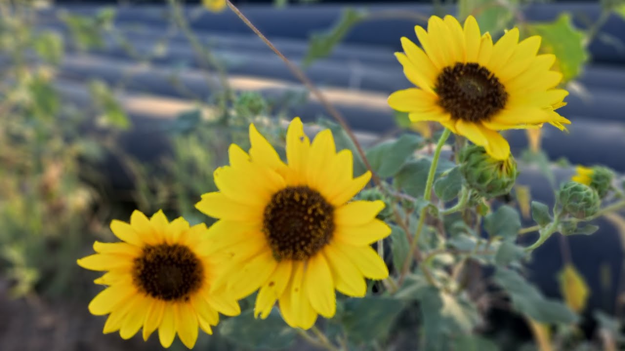 🔴Well phooey! I ruffled some feathers! - YouTube