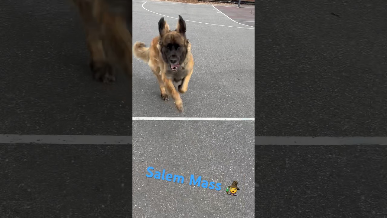 2 Leonberger Dogs running in Salem Massachusetts. The Witch City 🧙 #dog ...
