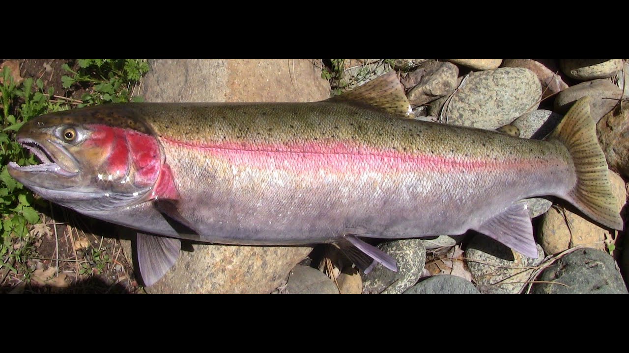 SteelheadPainting - YouTube