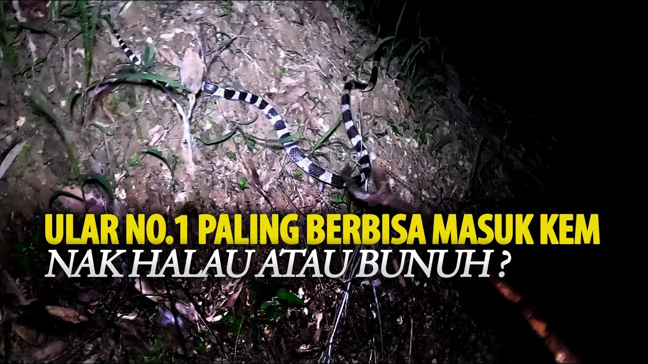 Camping Hutan Pedalaman. Cemas Berdepan Ular No.1 Paling Berbisa, Ular ...