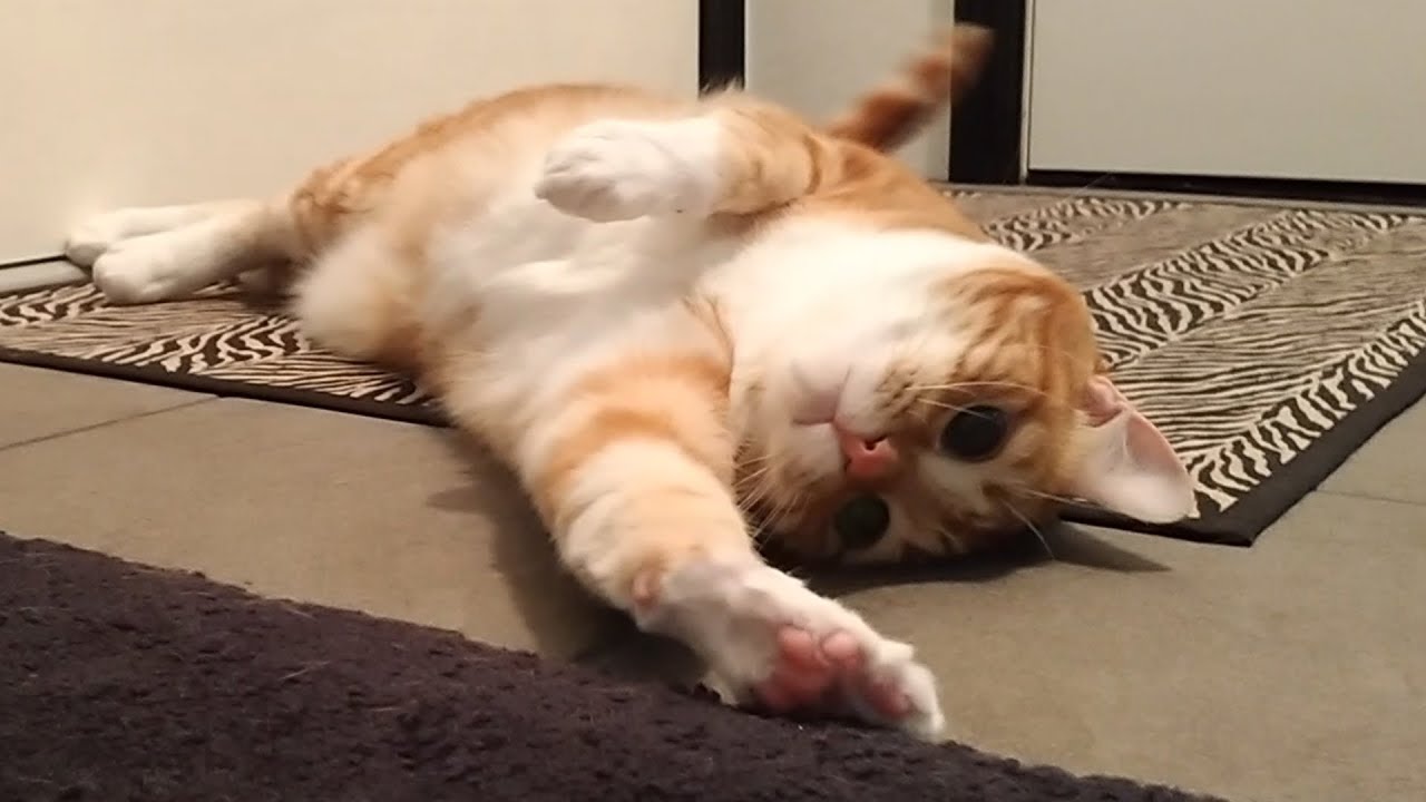 Buddy Cat - Pick Playing - YouTube