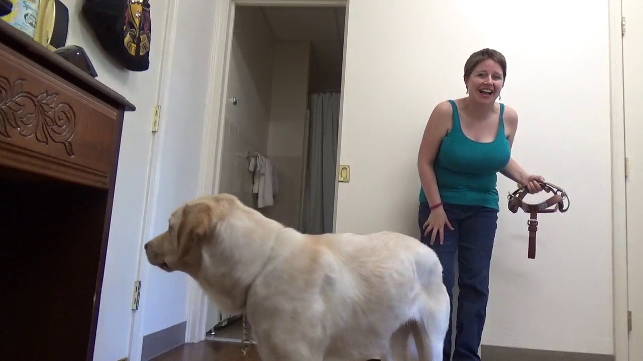 Colleen's Seeing Eye Dog Vlog 10: The Harness - YouTube