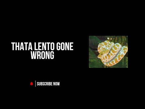 #Thatha lento has gone wrong #ukuthwala#easywealth - YouTube