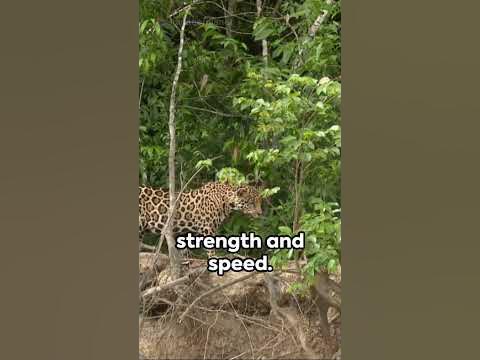 Jaguar vs Tiger The Ultimate Showdown #wildlife - YouTube