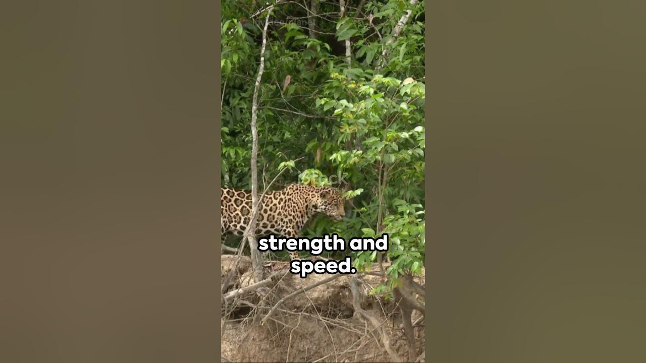 Jaguar vs Tiger The Ultimate Showdown #wildlife - YouTube