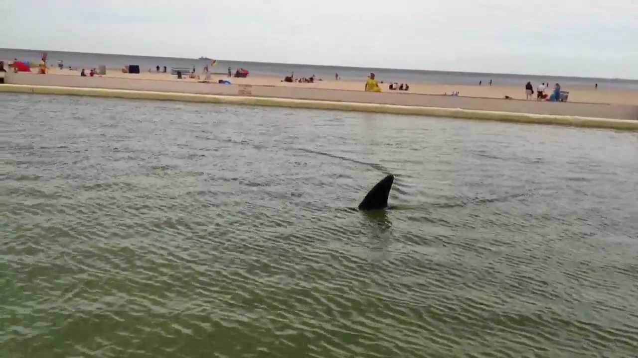 Jaws! Shark sighted in Gorleston yacht pond - YouTube