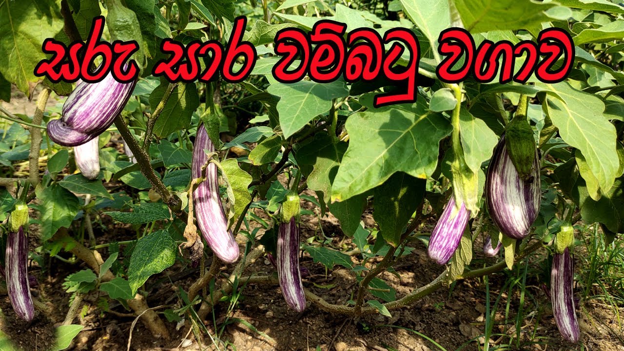 වම්බටු වගාව / wambatu wagawa /වම්බටු වගාව / How To Grow Eggplant in ...