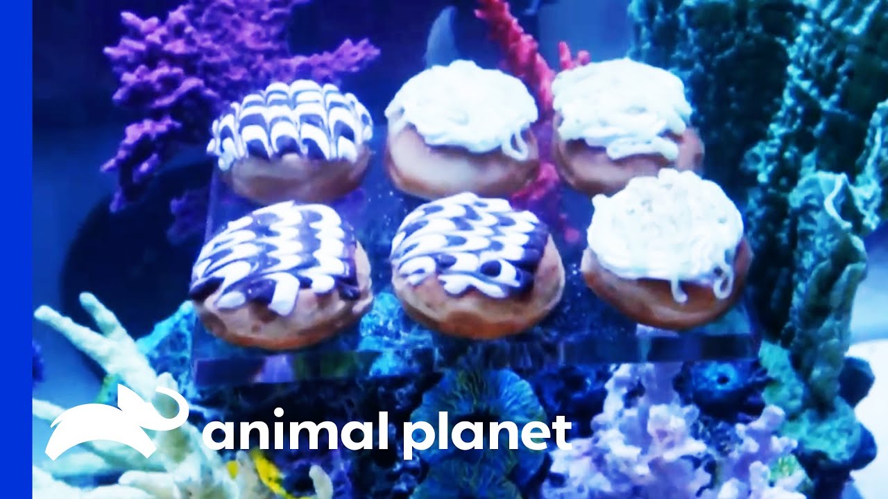 This Donut Fish Tank Looks Good Enough To Eat! | Tanked - YouTube