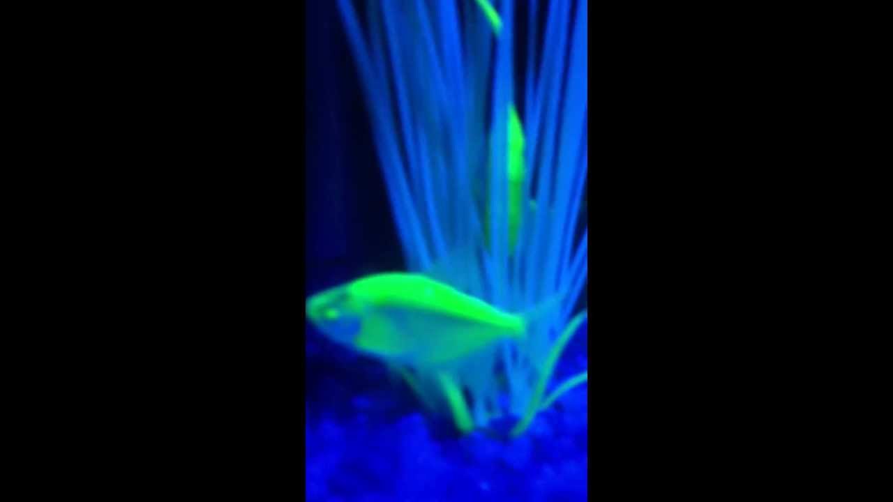 Glow fish in glow up tank - YouTube