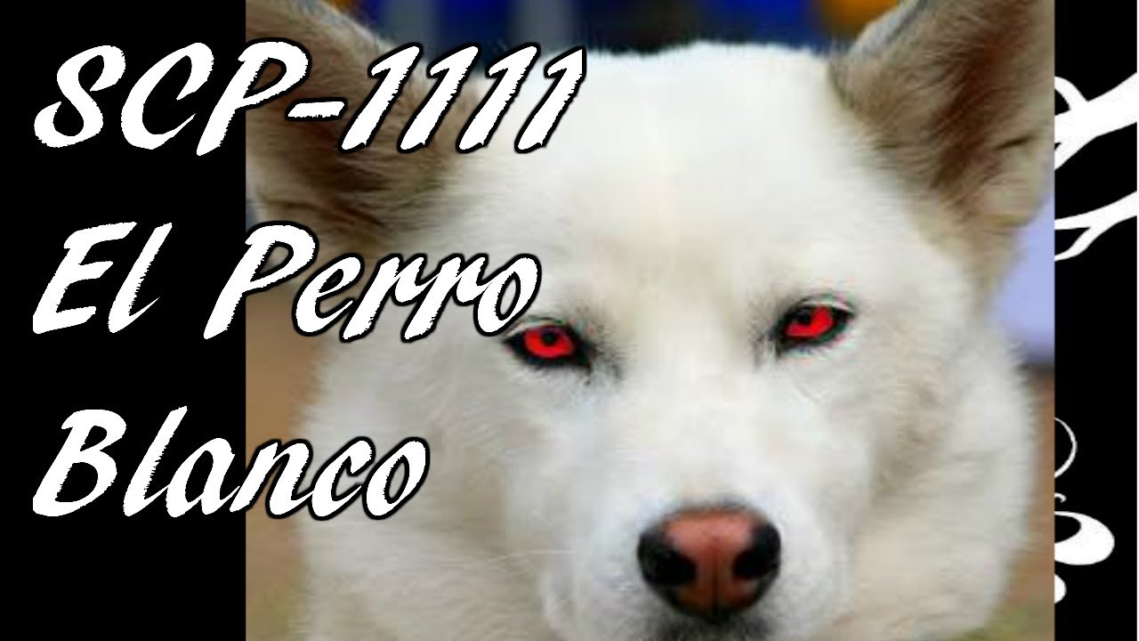 SCP-1111 "Perro Blanco" (Narrado) - YouTube