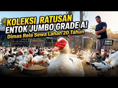 Dimas Sewa Lahan 20 Tahun Demi Ternak Entok Jumbo! Koleksi Ratusan Entok Jumbo Grade A