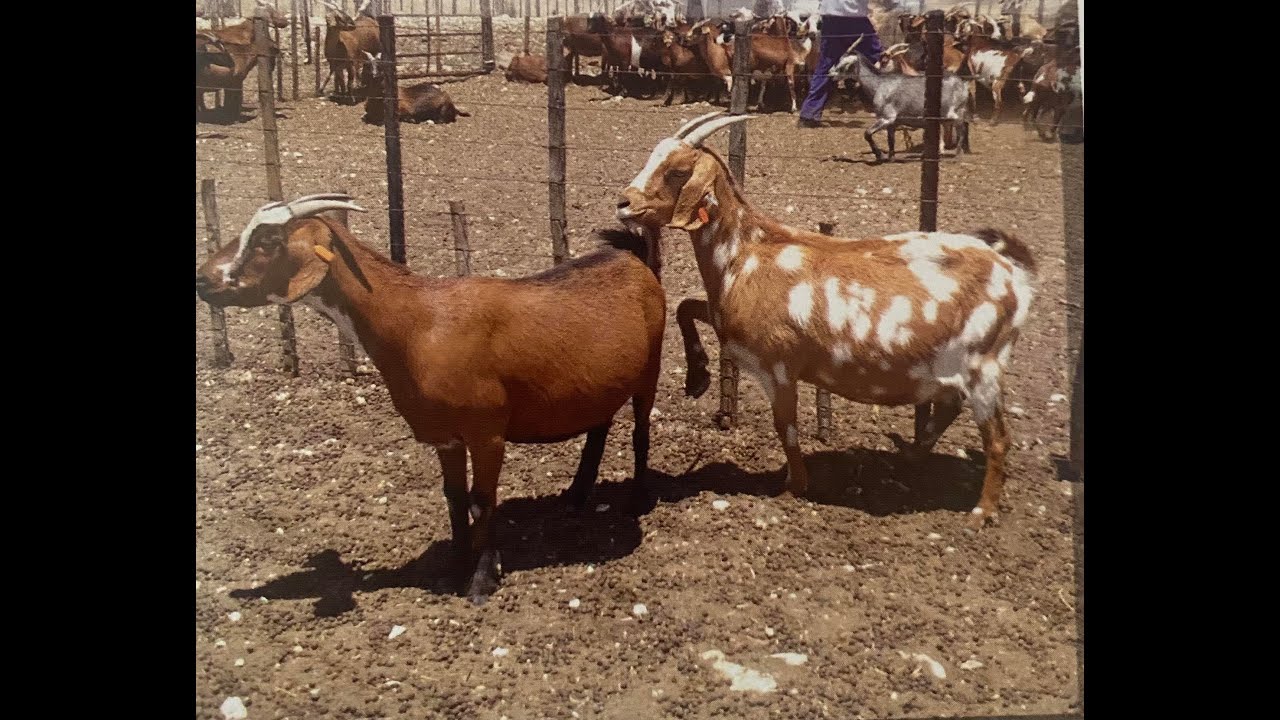 #FarmingiNamibia Caprivi and Kavango goats - YouTube