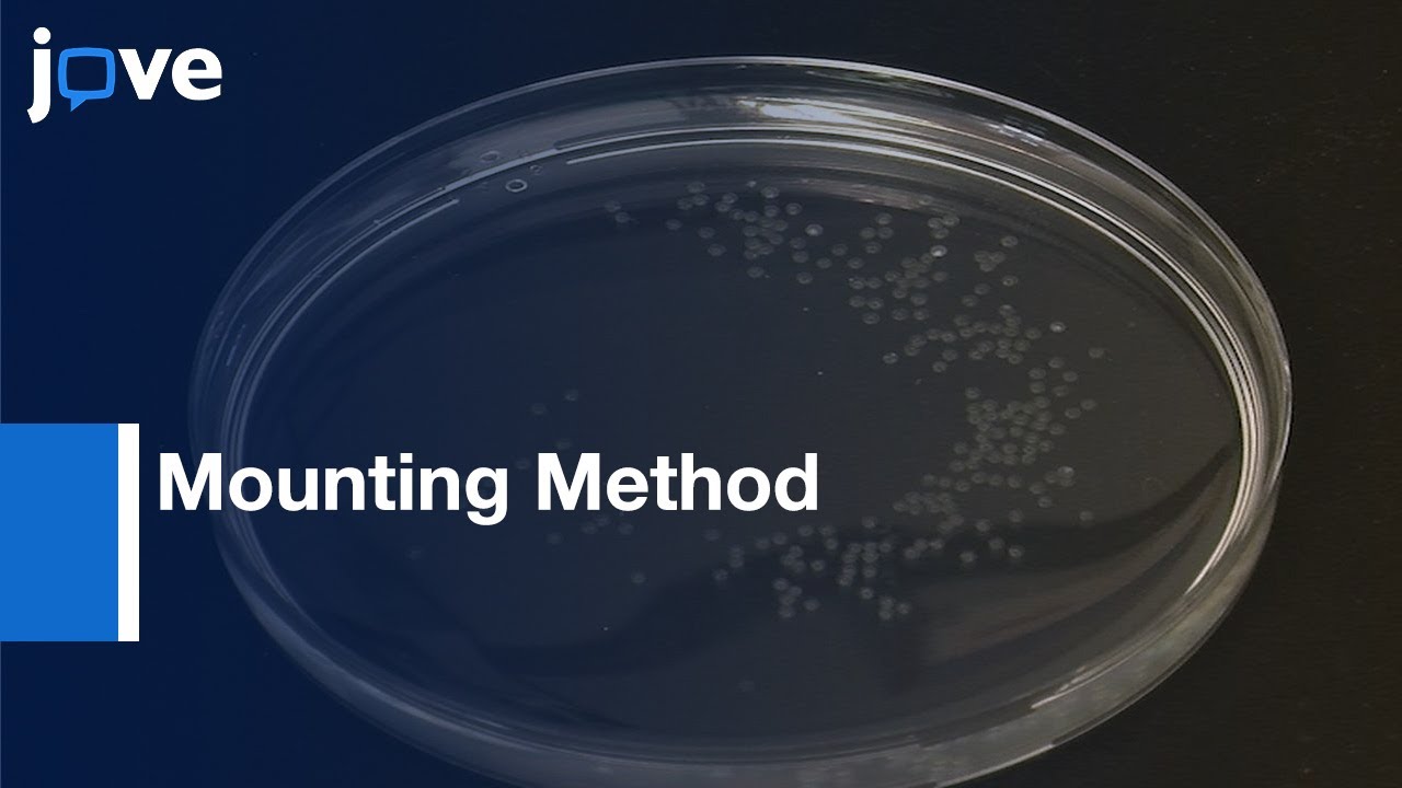 Zebrafish Development Imaging by Mounting Method | Protocol Preview ...