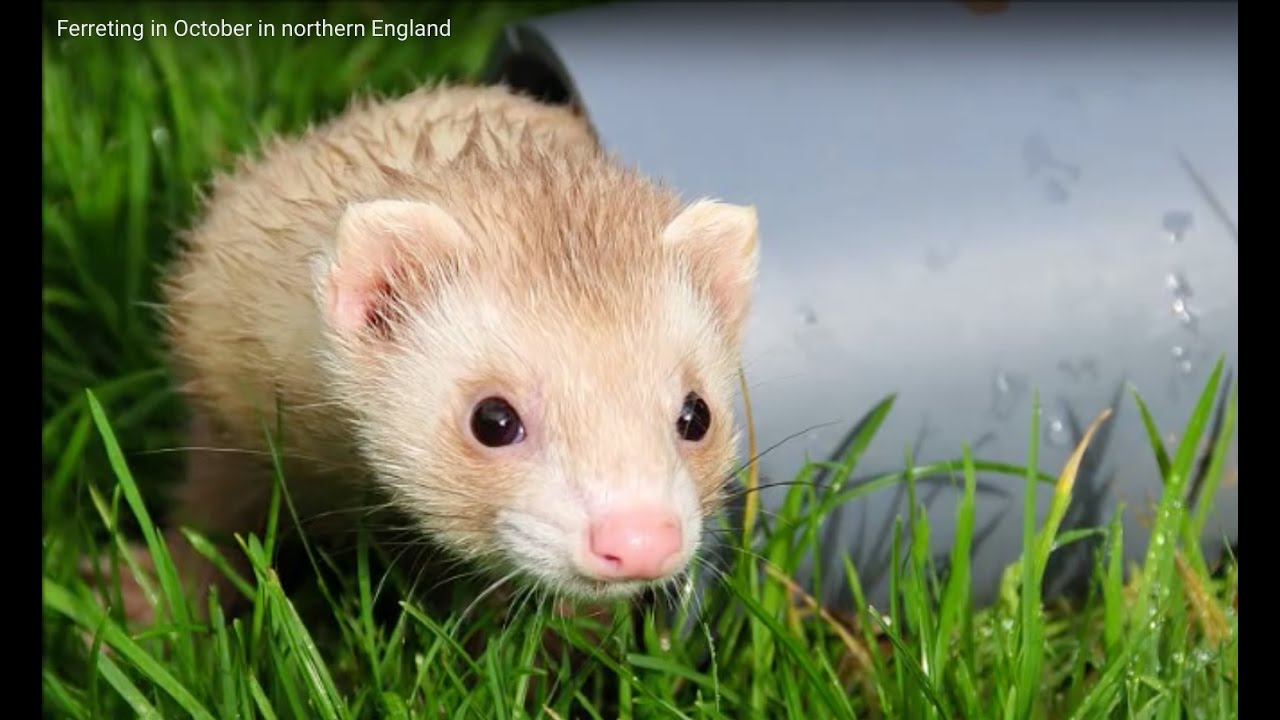Ferreting in the UK - YouTube