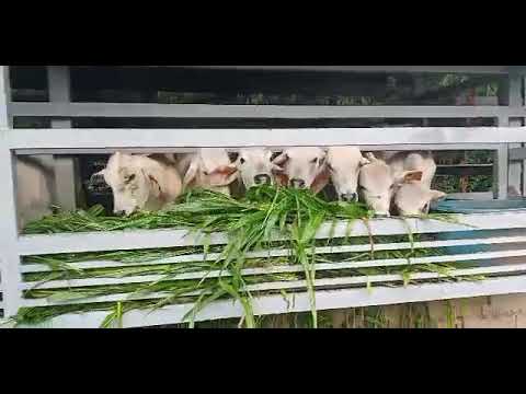 Baka/Cow pang alaga. Available po tayo.Pwede pumili/Pumasyal. Urdaneta ...