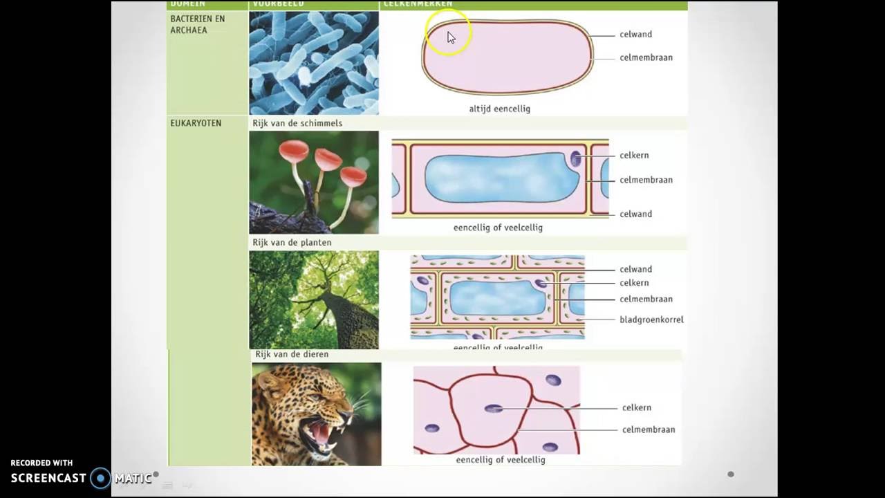 4.1 Het ordenen van organismen BVJ - YouTube