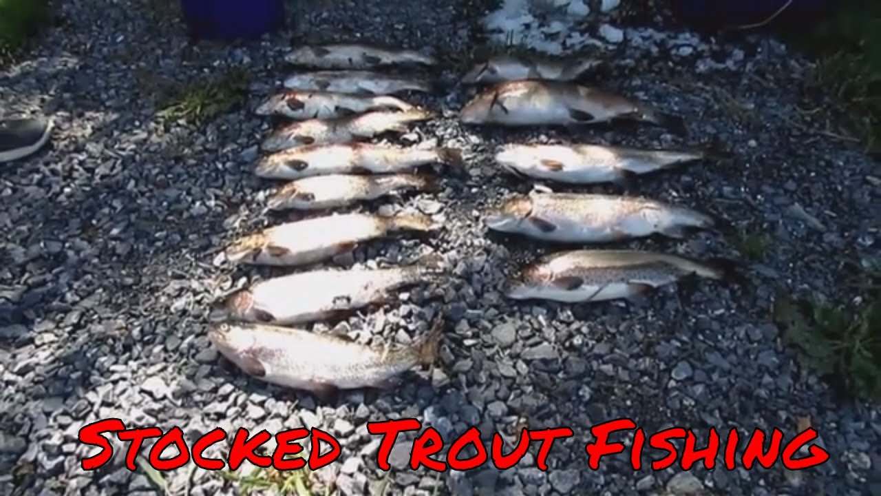 Stocked Trout Fishing - YouTube