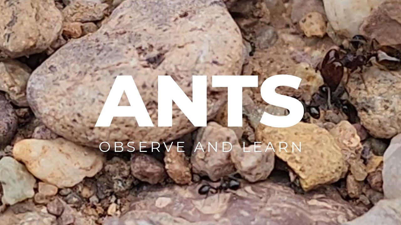 Observe and Learn about Ants - YouTube