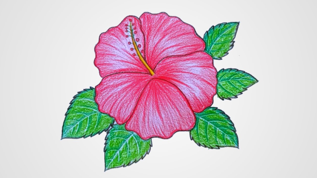 How To Draw Hibiscus Flower For Beginners Easy Steps (art video) - YouTube