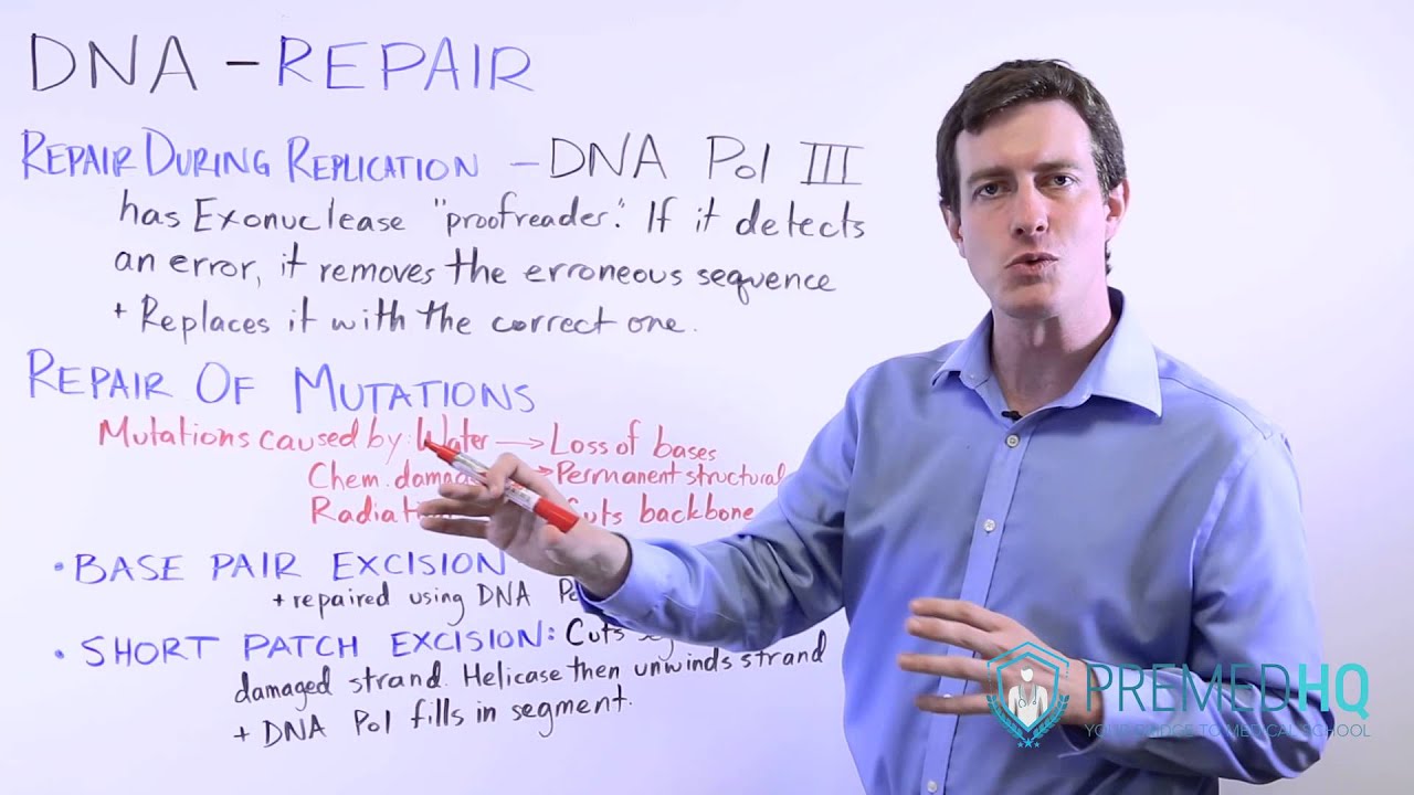 DNA Repair | How the DNA Proofreads and Repairs Damage, Types of DNA ...
