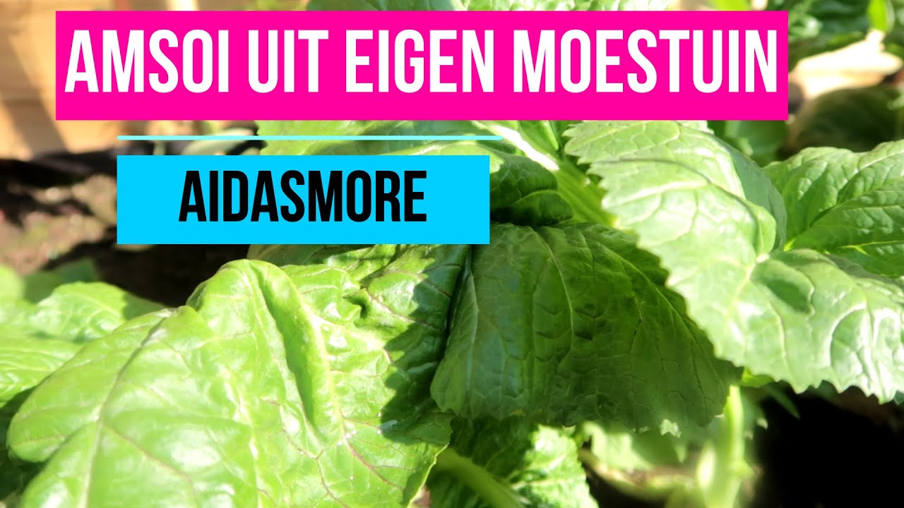 AMSOI UIT EIGEN MOESTUIN || WOKKEN #AIDASMORE #MOESTUINTJE - YouTube