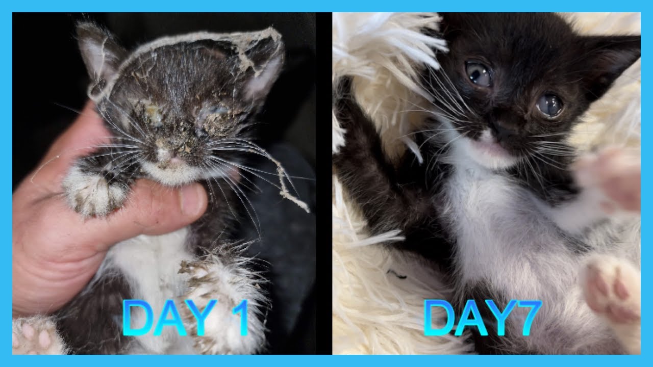Rescued Kitten Evolution In 7 Days - YouTube