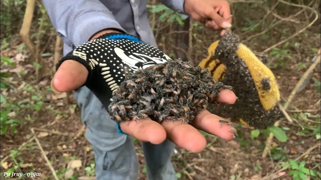 Find wild bee and catching so skill with a bees - YouTube