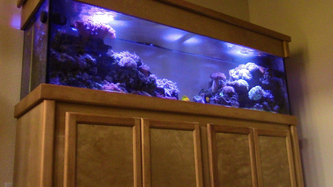 BEAUTIFUL REEF TANK NO PROTEIN SKIMMER!! PART 2 UPDATE!! MIRACLE MUD ...
