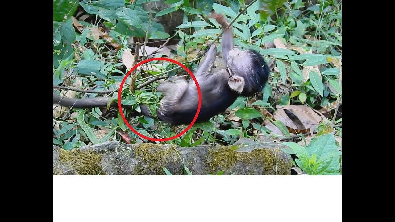 So Pity ! Why Baby Monkey Stuck Boby in Vine? Baby Cry Loudly ! - YouTube