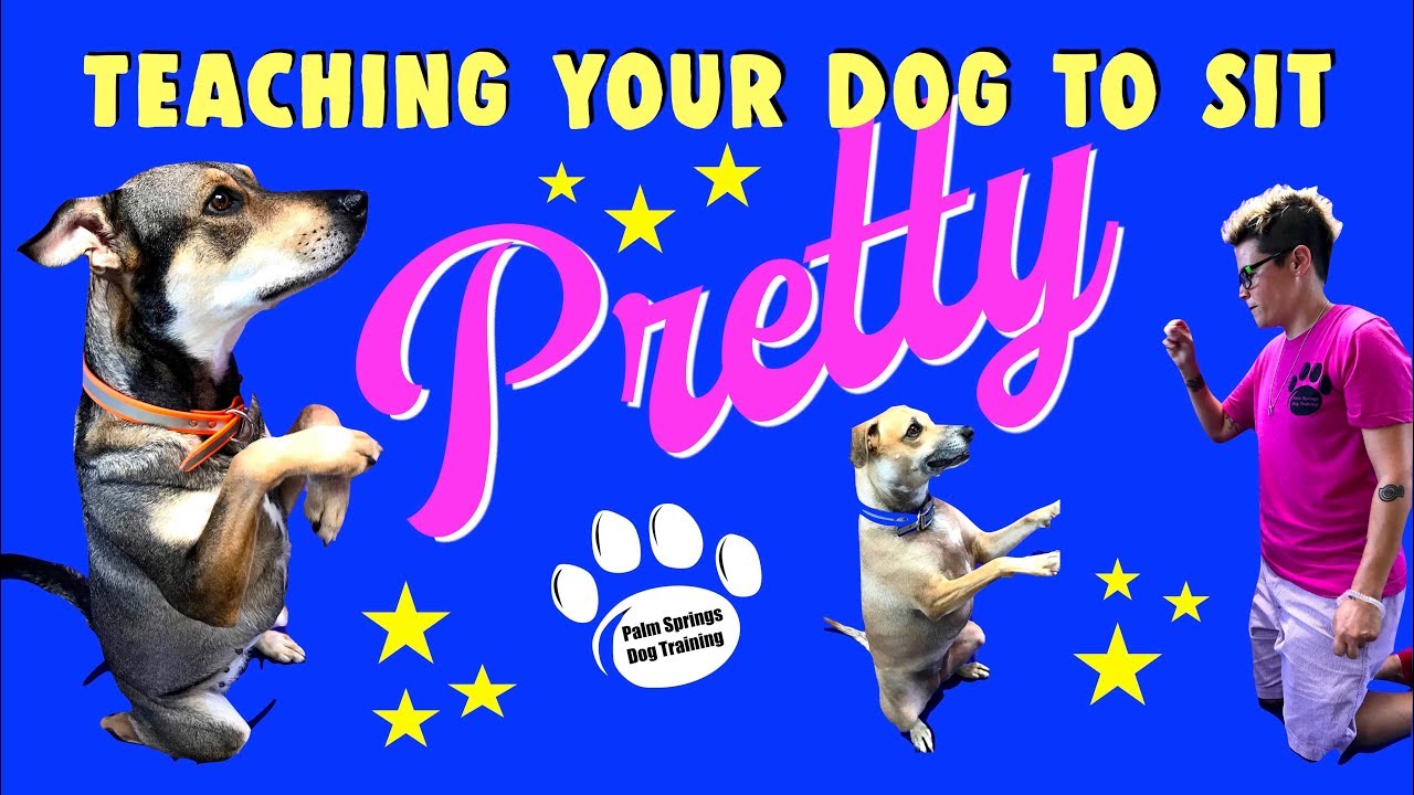 How To Teach Your Dog To Sit Pretty - Professional Dog Training - YouTube