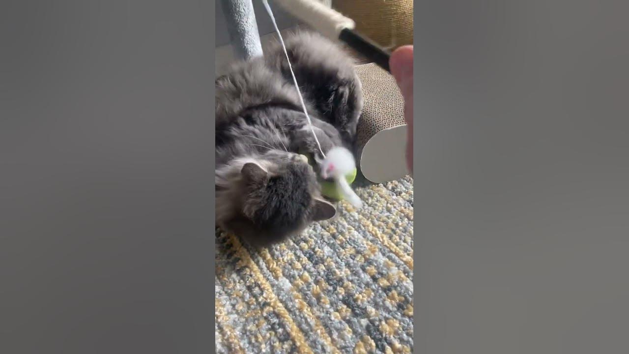 My cat is broken he has a catnip toy - YouTube