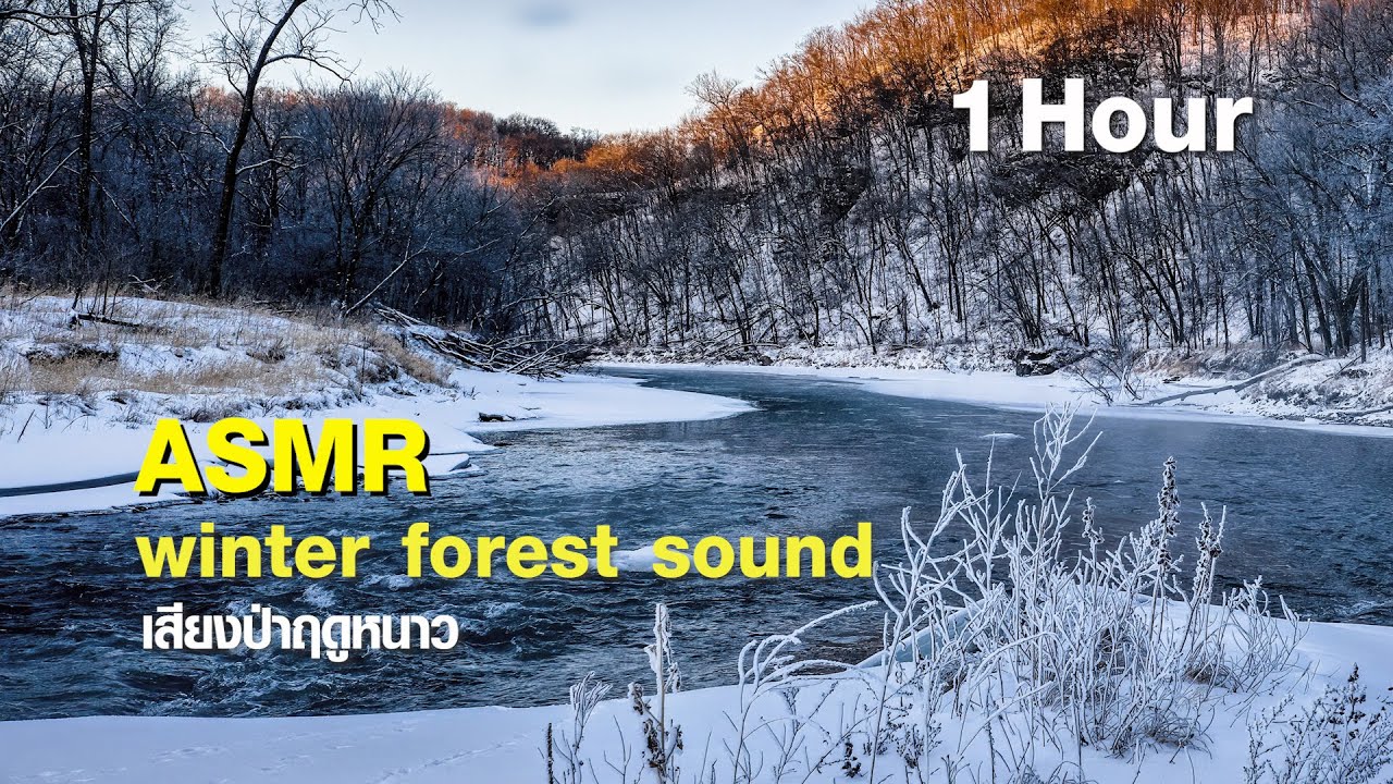ASMR winter forest sound 20221019 - YouTube