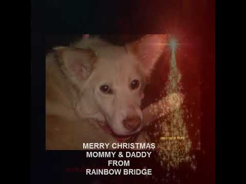 MERRY CHRISTMAS FROM RAINBOW BRIDGE 2017 - YouTube