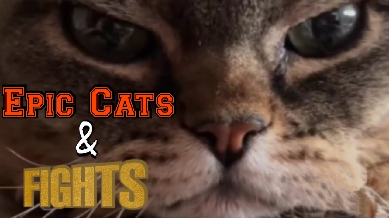 Epic Cats & Fights #cat #cats #funny - YouTube