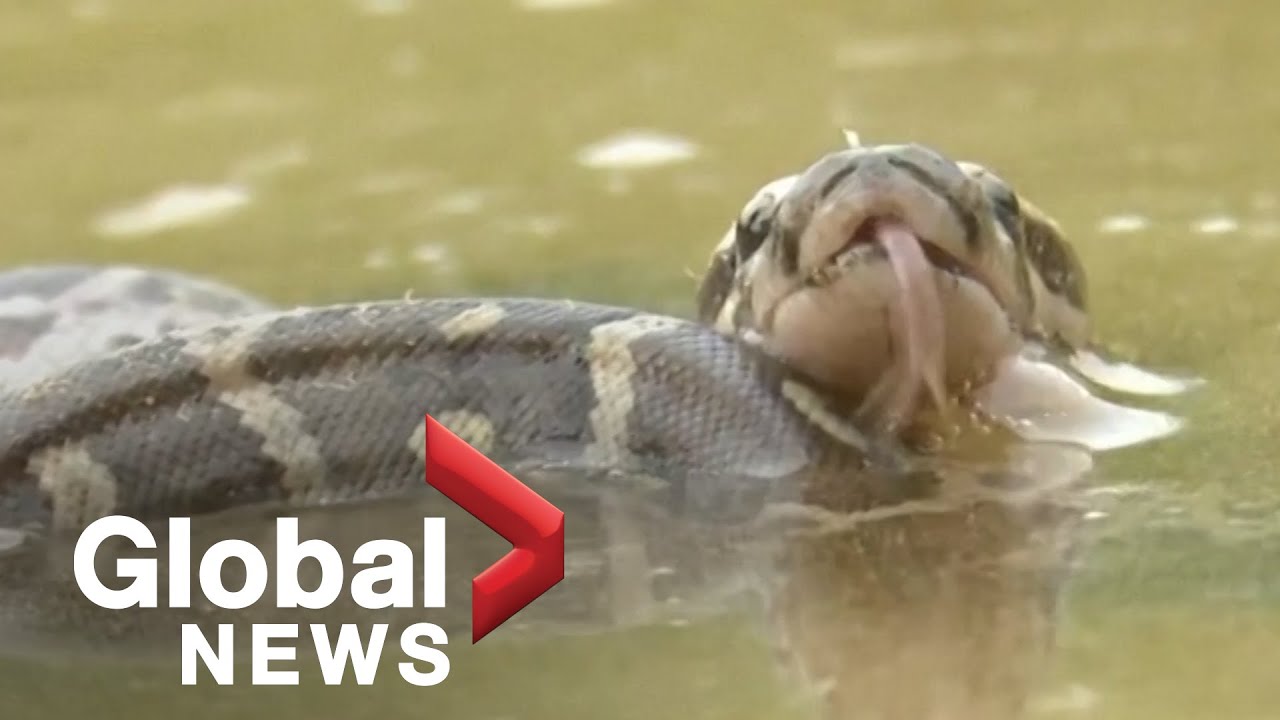 27 python hatchlings released in India by wildlife officials - YouTube