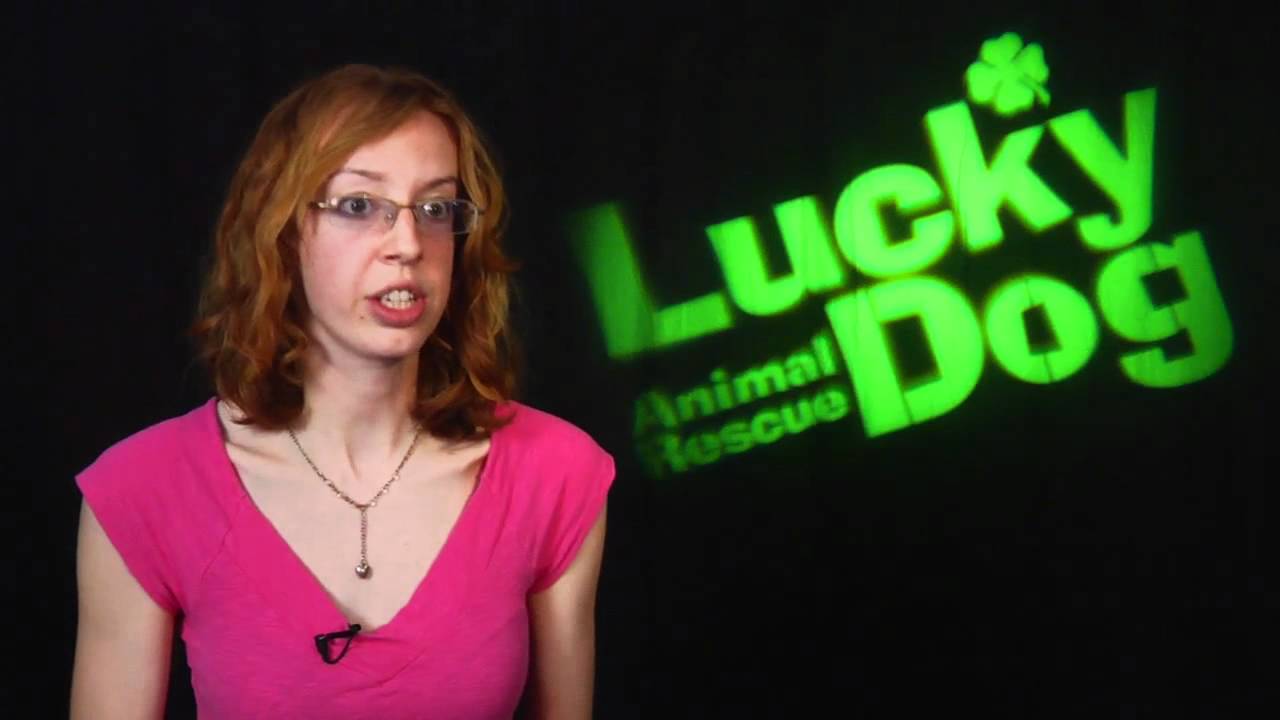 Lucky Dog Animal Rescue - Learn About Us! - YouTube