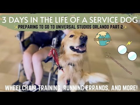 3 Days in the Life of a Service Dog! | Universal Stuidos Mini Series pt ...