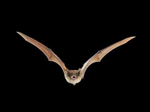 Serotine bat call - YouTube
